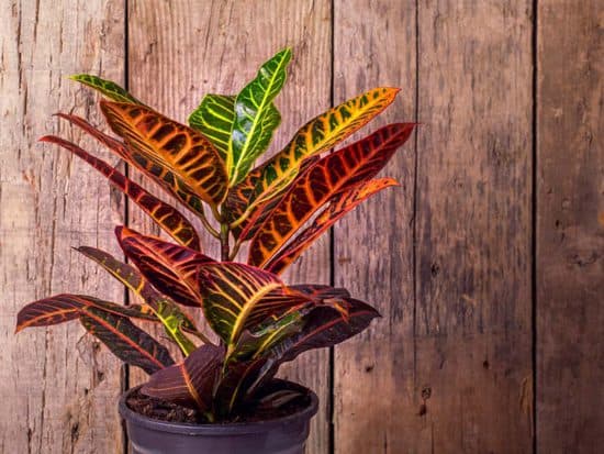 26 Stunning Croton Varieties: Embrace The Wild Range of Leaf Shapes ...