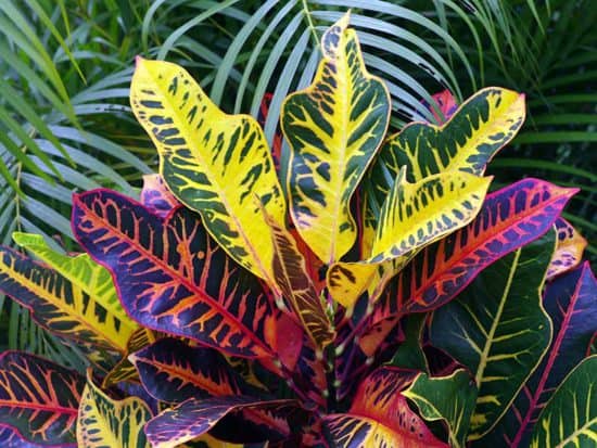 26 Stunning Croton Varieties: Embrace The Wild Range of Leaf Shapes ...