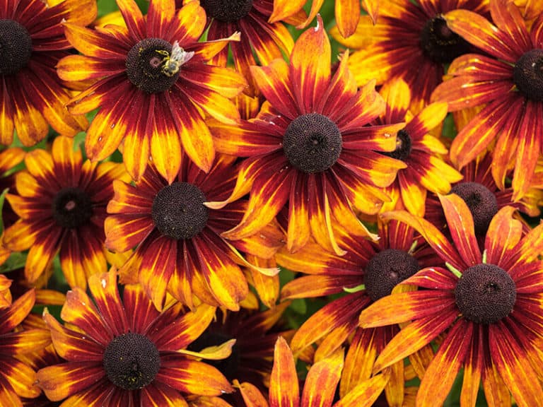 30 Loveliest Brown Flowers Names You May Not Know 2023