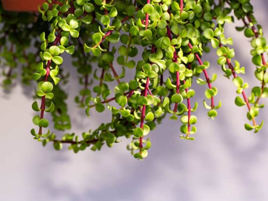 25 Most Beautiful Trailing Succulents For Hanging Baskets 2023