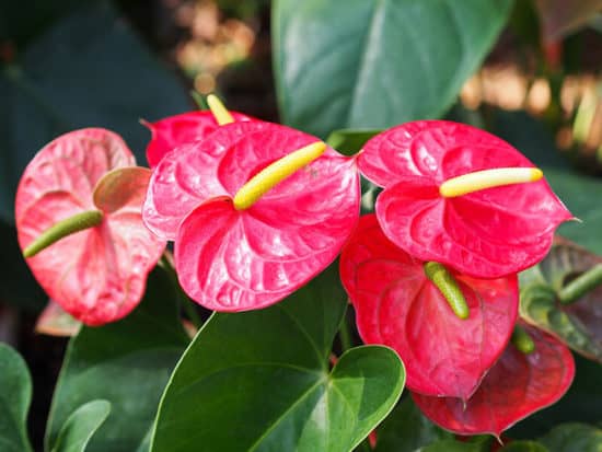 21 Types of Red Indoor Plants 2022