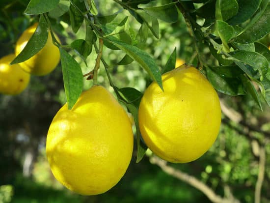 31 Amazing Difference Types of Lemons You Didn't Know They Existed 2024