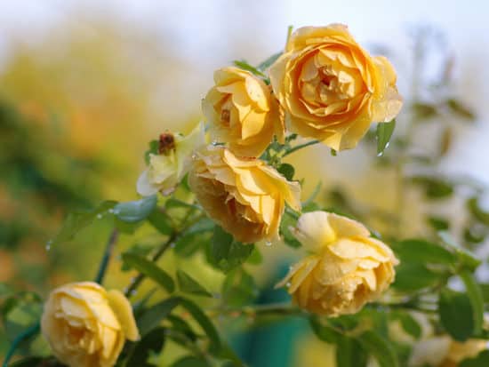 30 Loveliest Brown Flowers Names You May Not Know 2024