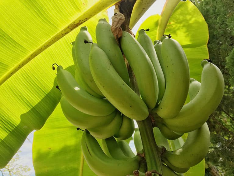 20 Difference Types of Bananas: Guide For The Most Interesting Varieties