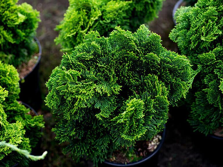 20 Dwarf Ornamental Trees For A Charming Garden 2024