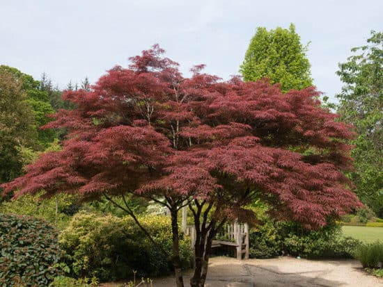 20 Dwarf Ornamental Trees For A Charming Garden 2024