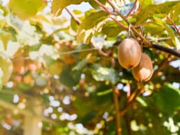 Do Kiwis Grow On Trees: Fool-Proof Guide For Growing Kiwi