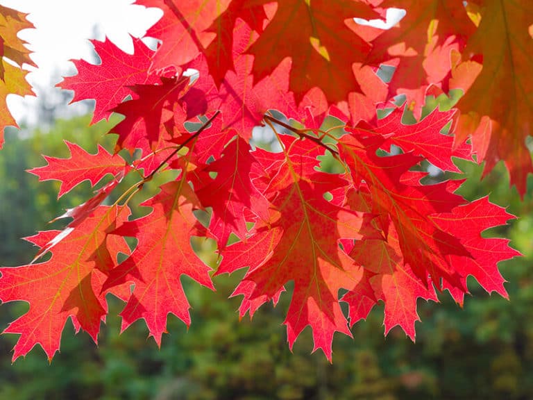 20+ Stunning Trees With Red Leaves For Magic In The Autumn and Year-Round