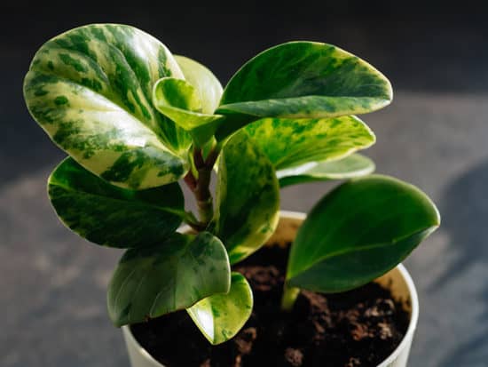 42 Peperomia Types: A Plant For Everyone