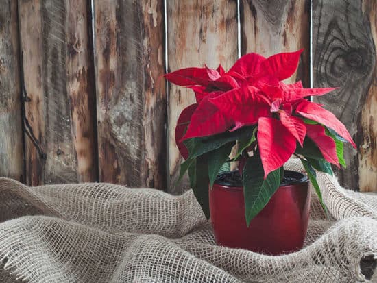 21 Difference Types of Red Indoor Plants 2024