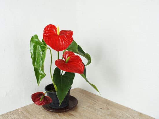 21 Difference Types of Red Indoor Plants 2024