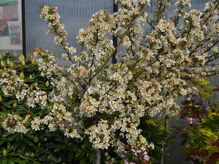 20 Dwarf Ornamental Trees For A Charming Garden 2024