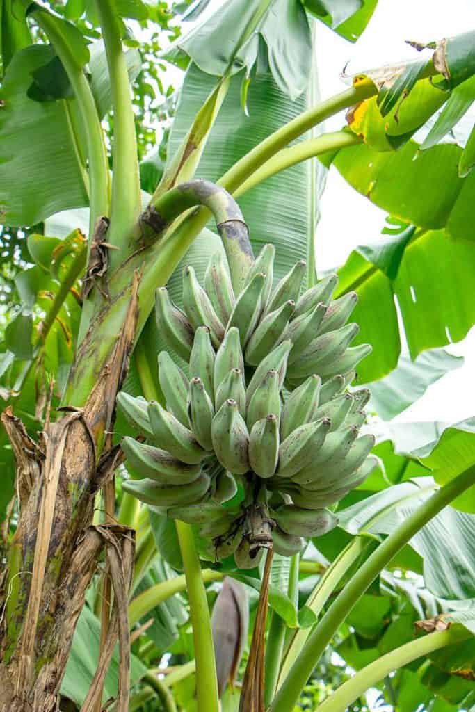 20 Difference Types of Bananas: Guide For The Most Interesting Varieties