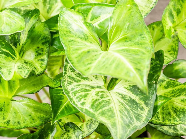 20+ Attractive Syngonium Varieties To Grow 2024