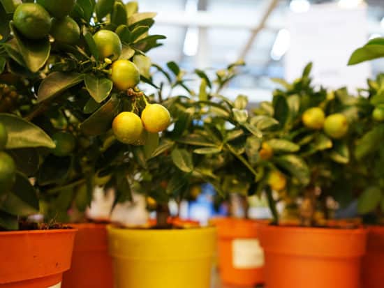 31 Amazing Difference Types of Lemons You Didn't Know They Existed 2024