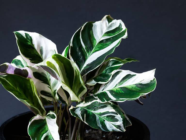 37 Variegated Indoor Plants With Patterns To Get
