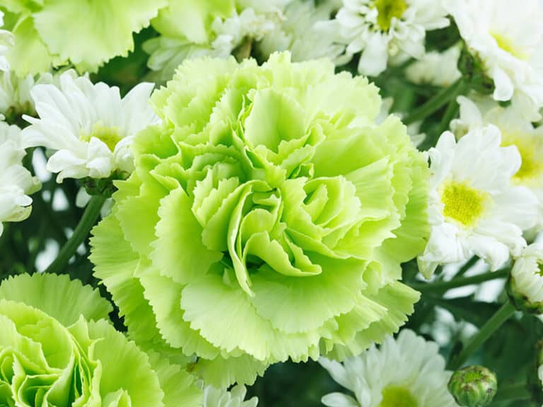 25 Difference Types of Green Flowers To Grow and Use In Bouquets
