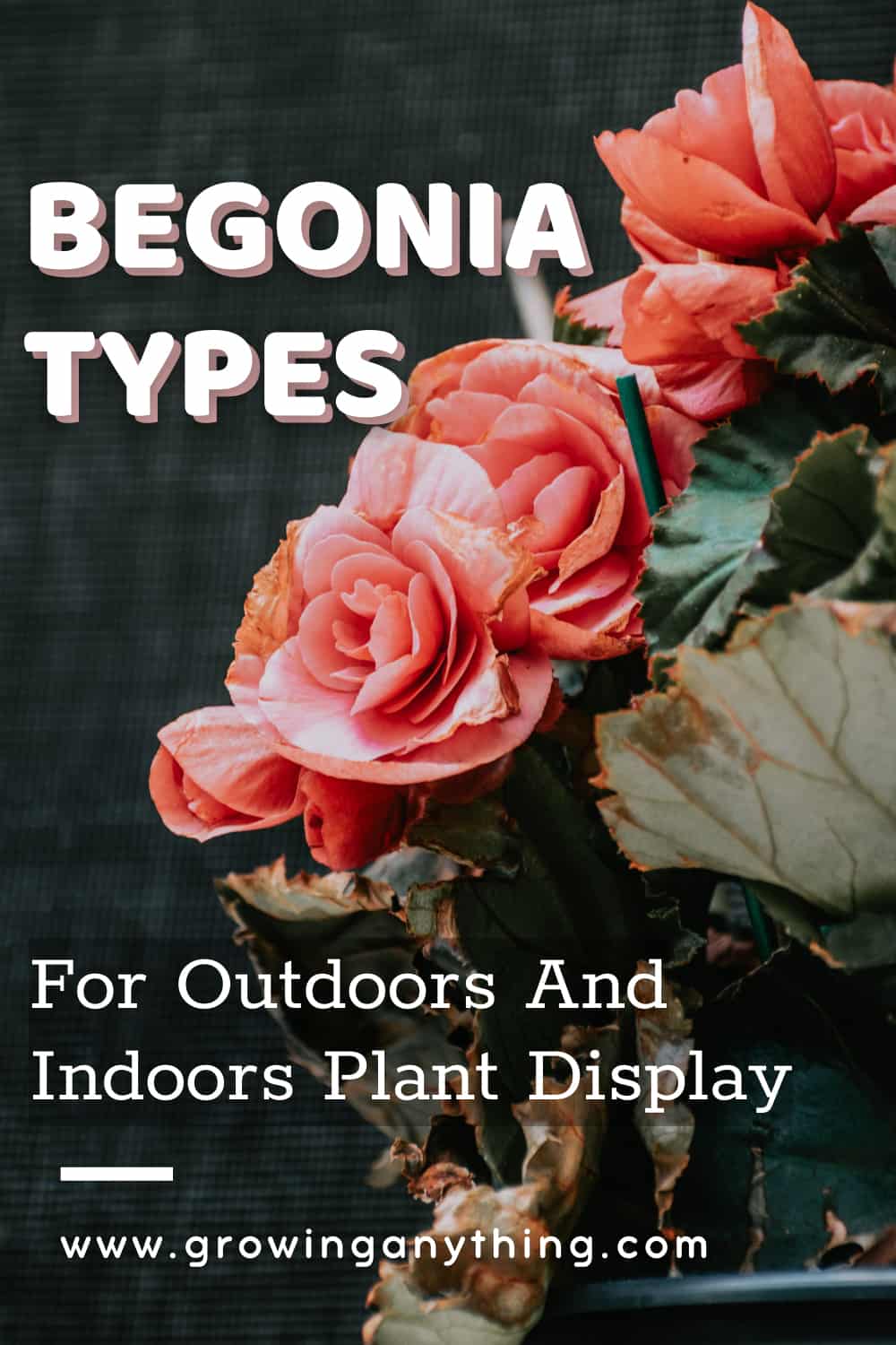 32 Begonia Types For Outdoors and Indoors Plant Display 2024