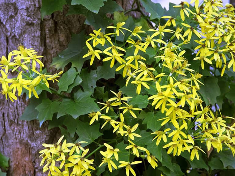 Top 30 Difference Types of Ivy To Grow and Know About 2024