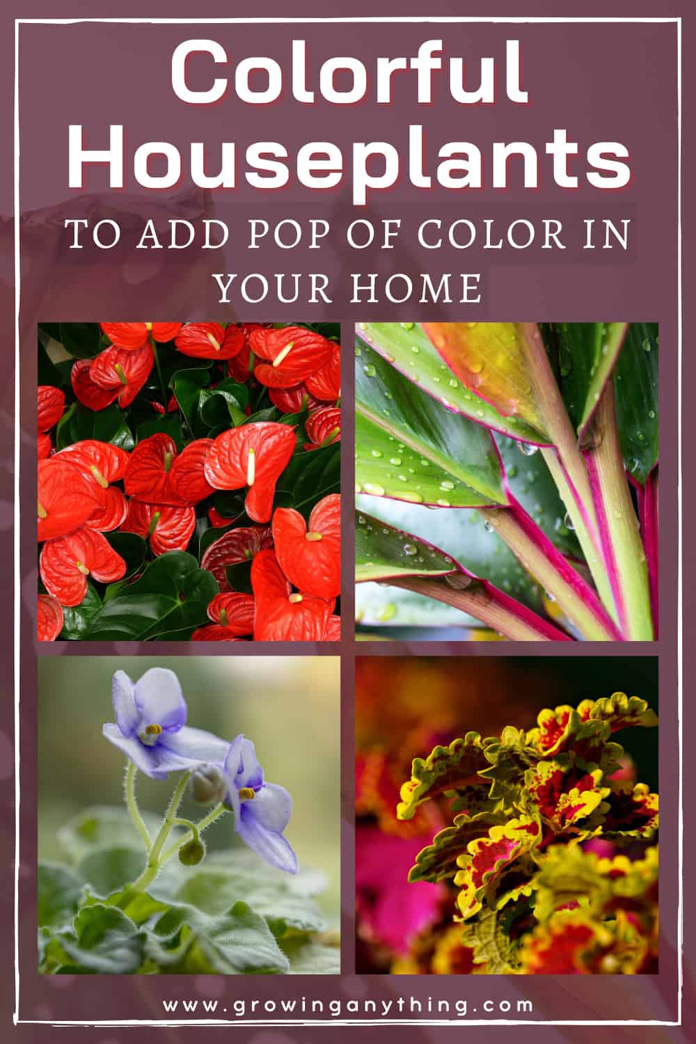 25 Colorful Houseplants To Add Pop Of Color In Your Home 2024