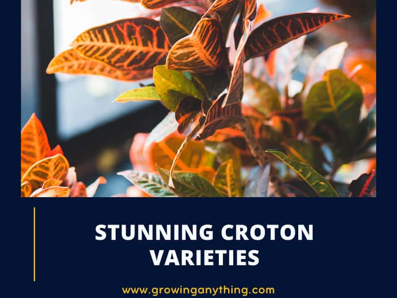 26 Stunning Croton Varieties: Embrace The Wild Range of Leaf Shapes ...