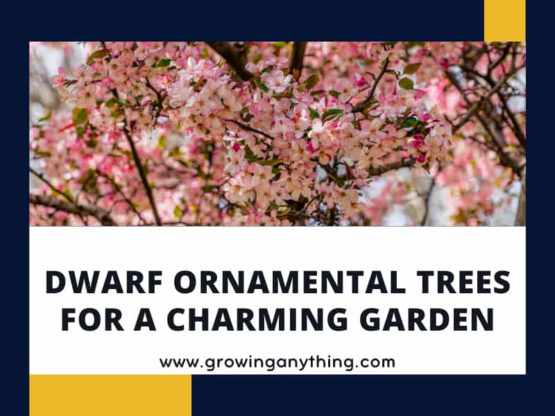 20 Dwarf Ornamental Trees For A Charming Garden 2024