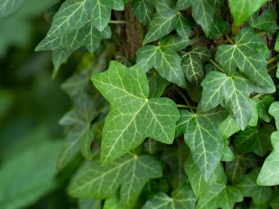 Top 30 Difference Types of Ivy To Grow and Know About 2024