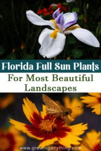 20 Florida Full Sun Plants For Most Beautiful Landscapes