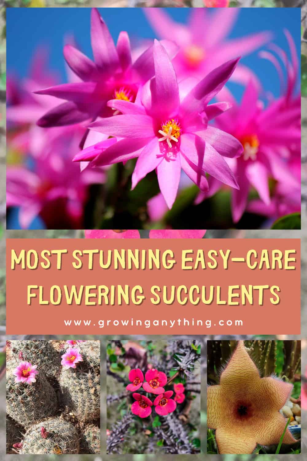 20 Most Stunning Easy-Care Flowering Succulents