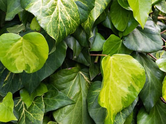 Top 30 Difference Types of Ivy To Grow and Know About 2024