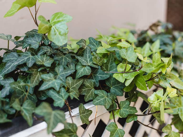 Top 30 Difference Types of Ivy To Grow and Know About 2024