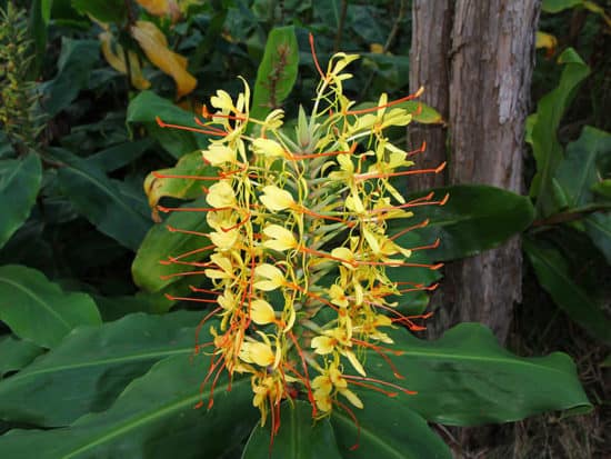 30+ Hawaii Flower Names That You Will Never Forget 2022