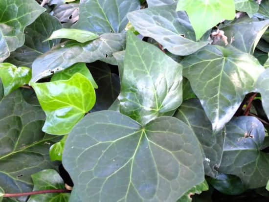 Top 30 Difference Types of Ivy To Grow and Know About 2024