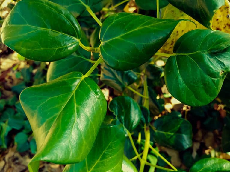 Top 30 Difference Types of Ivy To Grow and Know About 2024