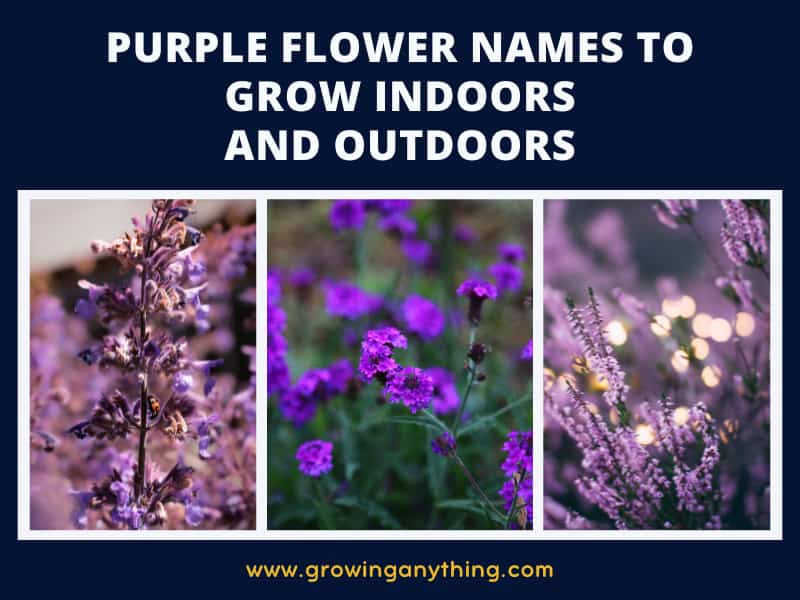 60+ Purple Flower Names to Grow Indoors and Outdoors 2024