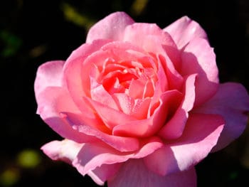41 Gorgeous Thornless Roses That You Can Grow In Your Own Backyard