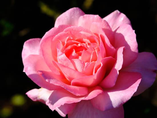 41 Gorgeous Thornless Roses That You Can Grow In Your Own Backyard
