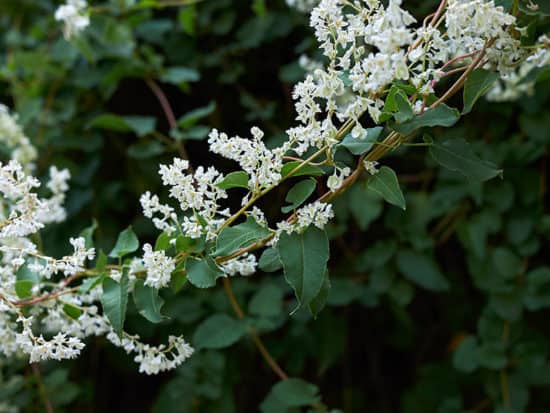 Top 30 Difference Types of Ivy To Grow and Know About 2024