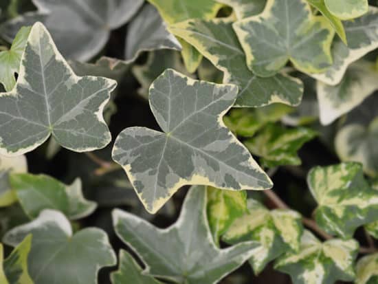 Top 30 Difference Types of Ivy To Grow and Know About 2024