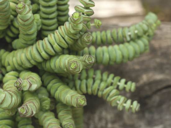 18 String Plants To Grace Every Space