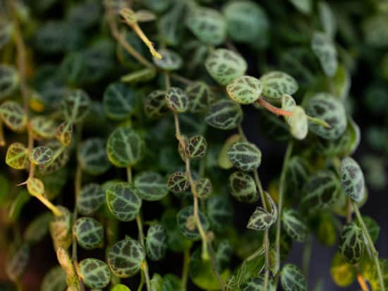 18 String Plants To Grace Every Space