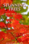 20+ Stunning Trees With Red Leaves For Magic In The Autumn and Year-Round