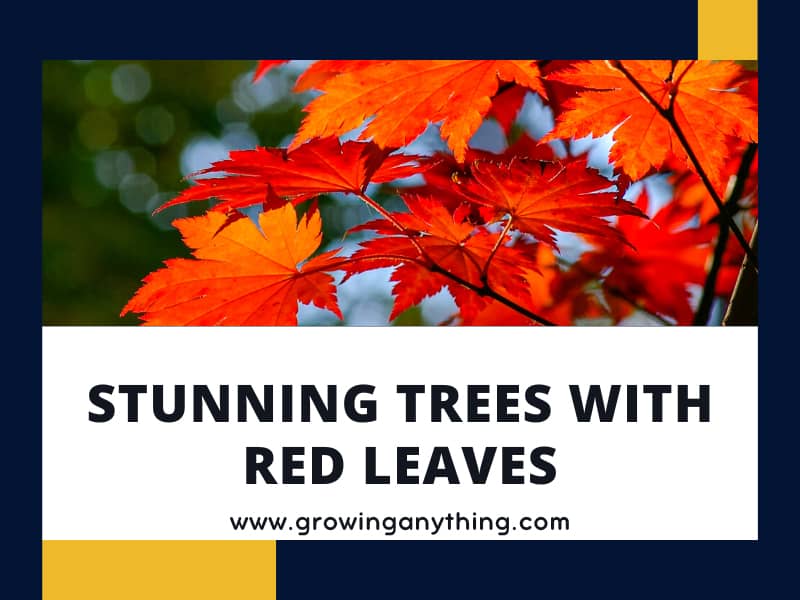 20+ Stunning Trees With Red Leaves For Magic In The Autumn and Year-Round