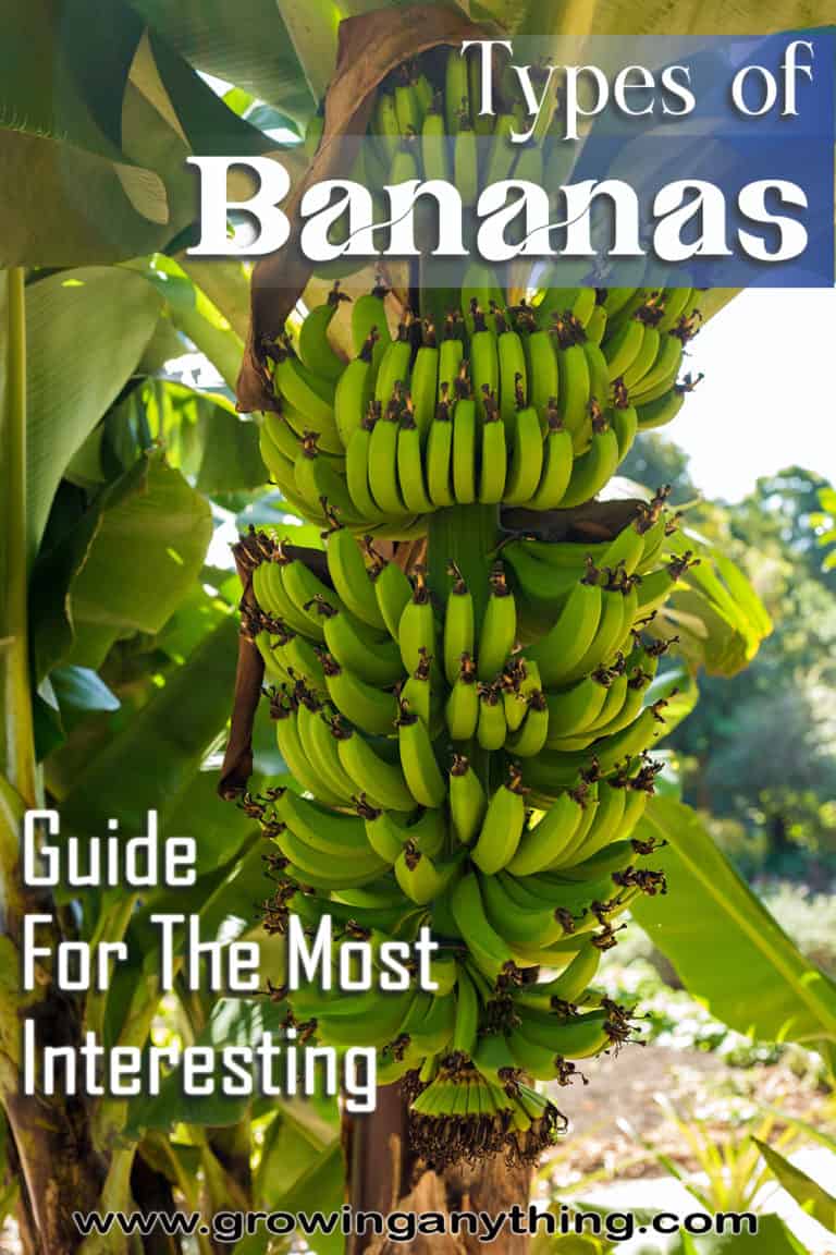 20 Difference Types of Bananas: Guide For The Most Interesting Varieties
