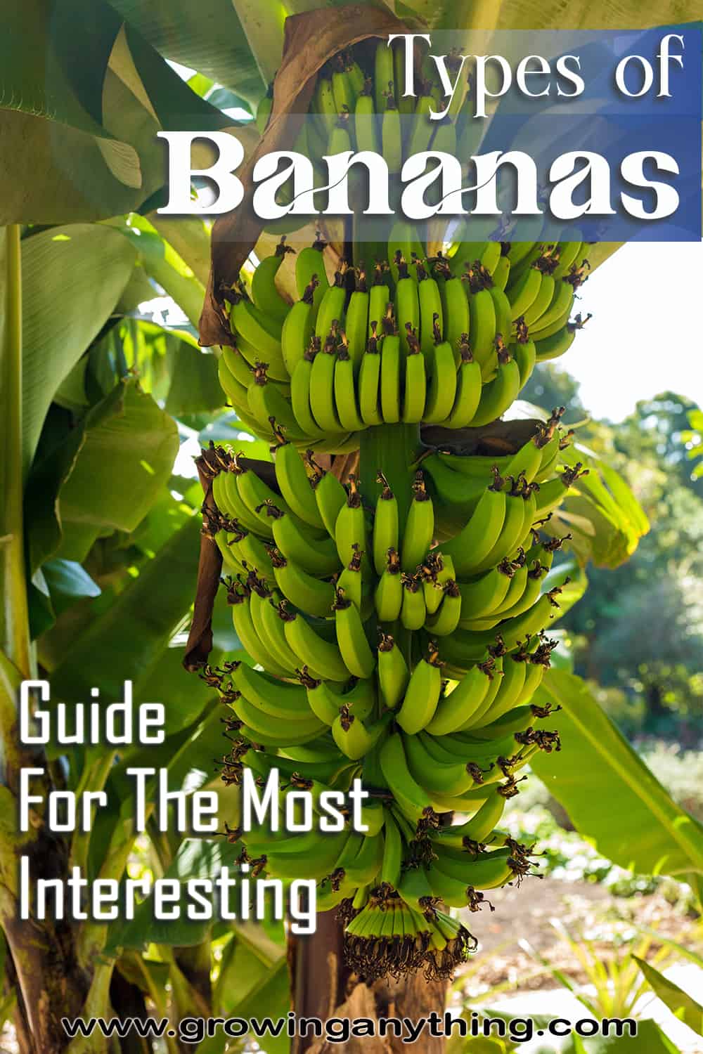 20 Difference Types of Bananas: Guide For The Most Interesting Varieties
