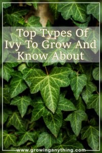 Top 30 Types Of Ivy To Grow And Know About 2022