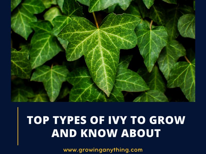 Top 30 Difference Types of Ivy To Grow and Know About 2024