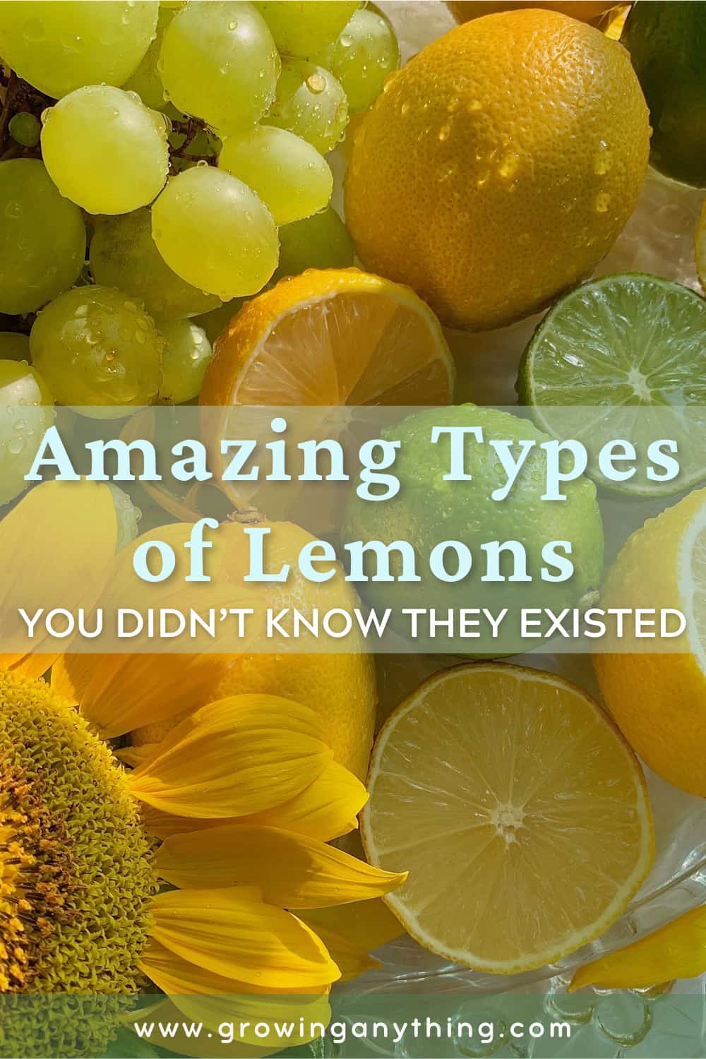 31 Amazing Difference Types of Lemons You Didn't Know They Existed 2024