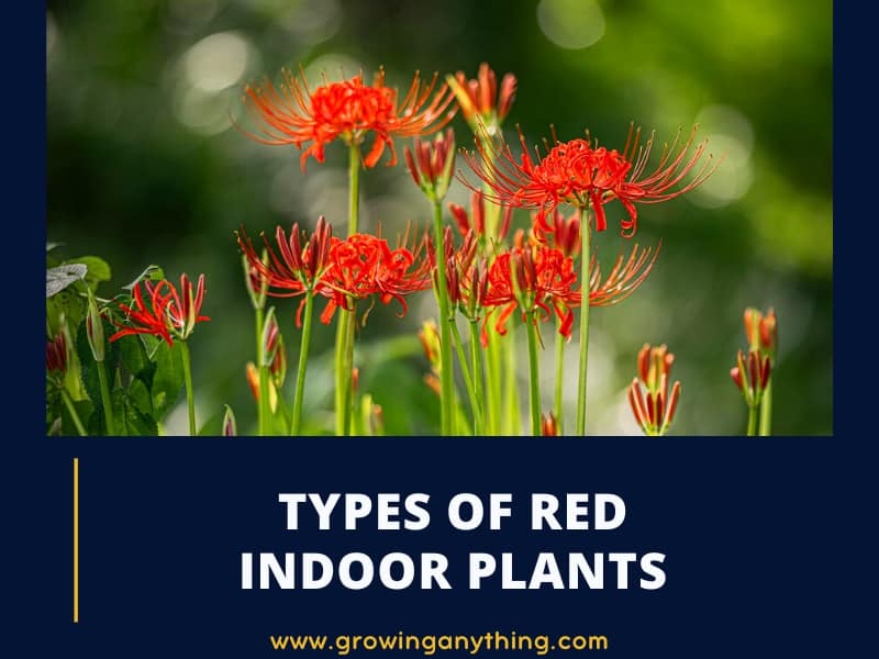 21 Difference Types of Red Indoor Plants 2024