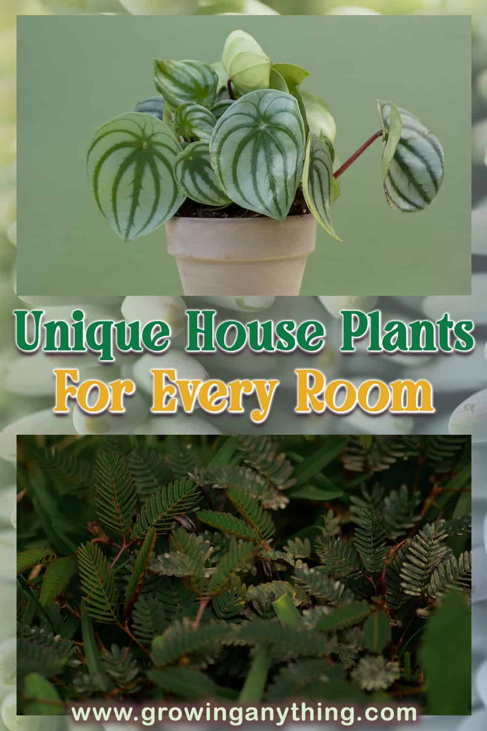 33 Unique House Plants For Every Room 2024